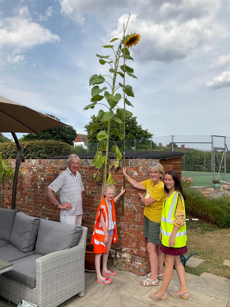 Sunflower challenge – Woodchurch in Bloom