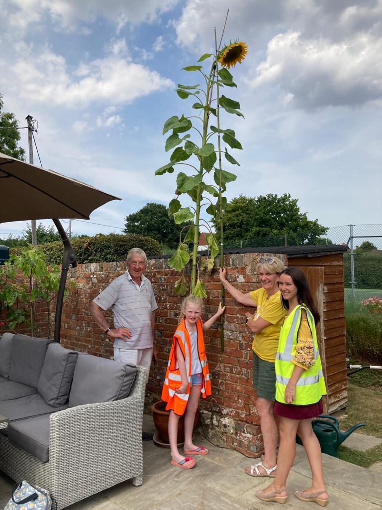 Sunflower challenge – Woodchurch in Bloom